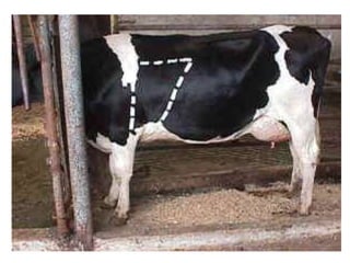 Animal clinical parameters | PPTX