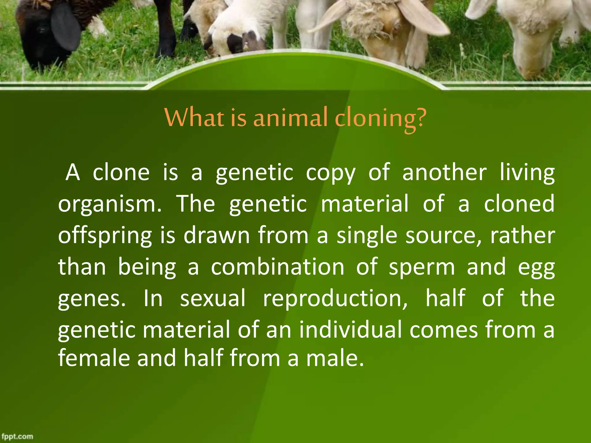 Animal cloning | PPTX