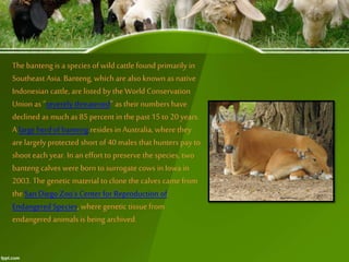 Animal cloning | PPT