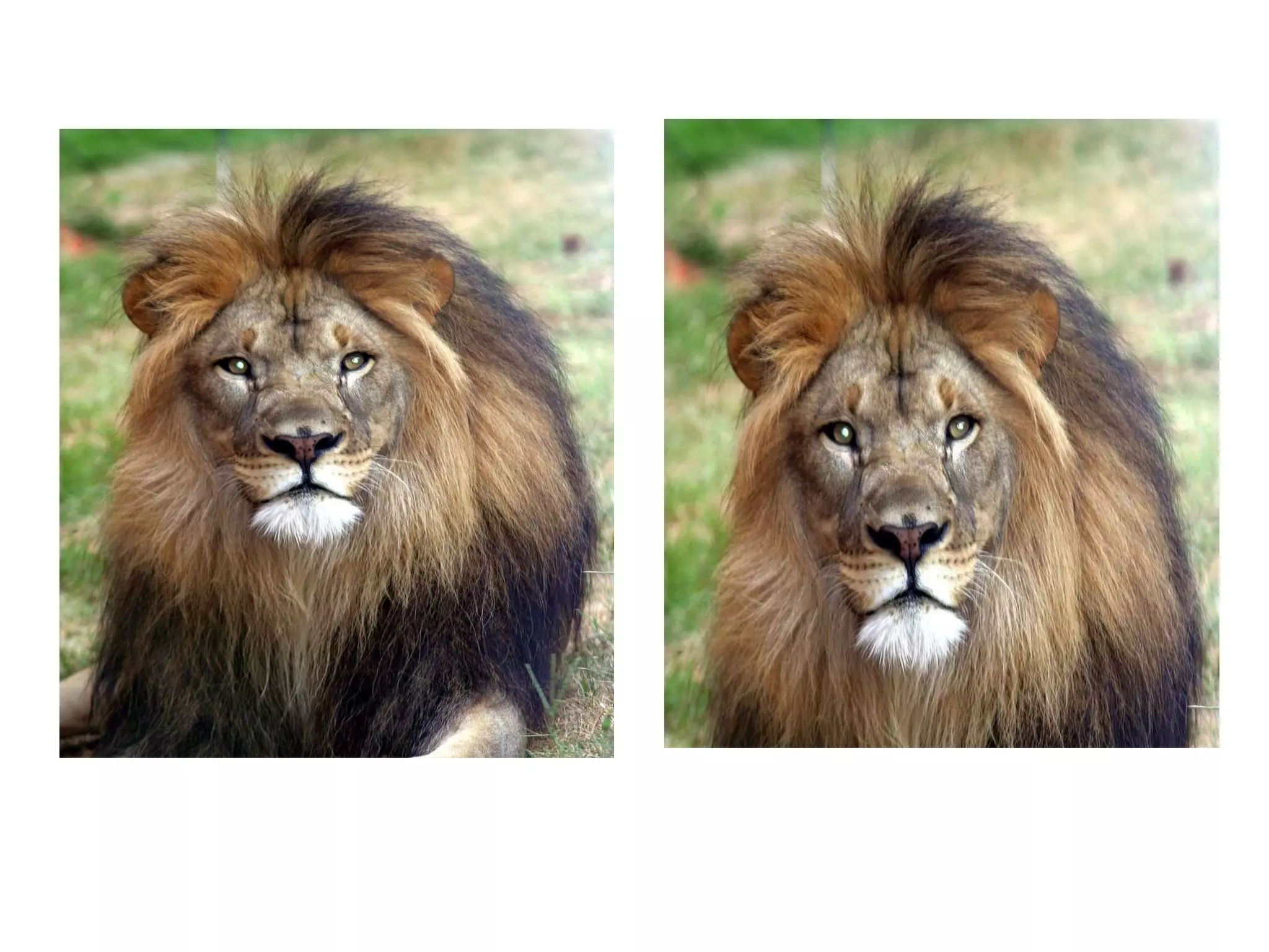 Animal close up guessing game | PPT