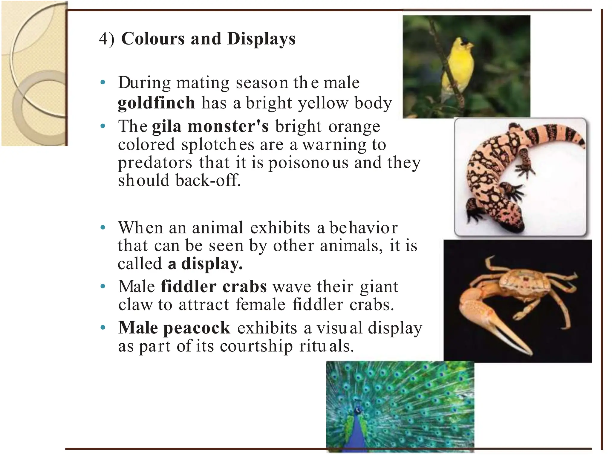 animal communication and behaviours.pptx