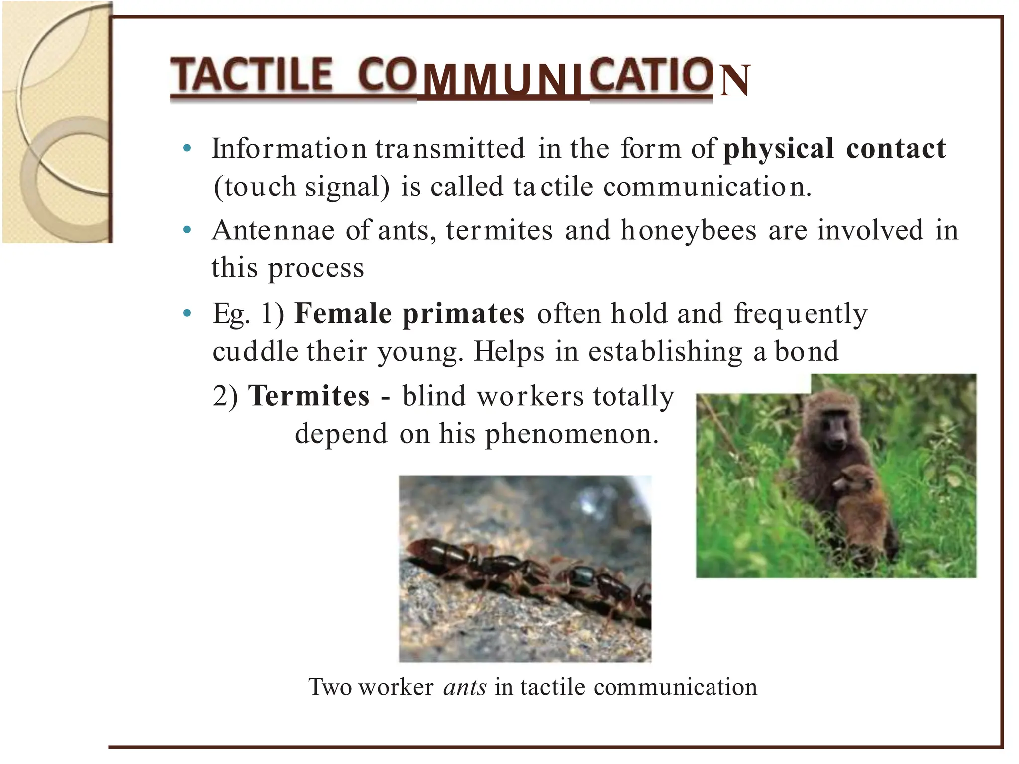 animal communication and behaviours.pptx
