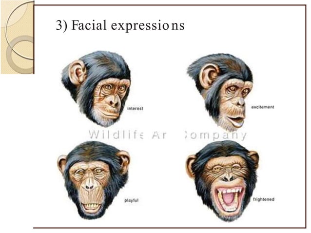 animal communication and behaviours.pptx | Beekeeping | Hobbies & Interests