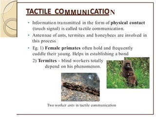 animal communication and behaviours.pptx