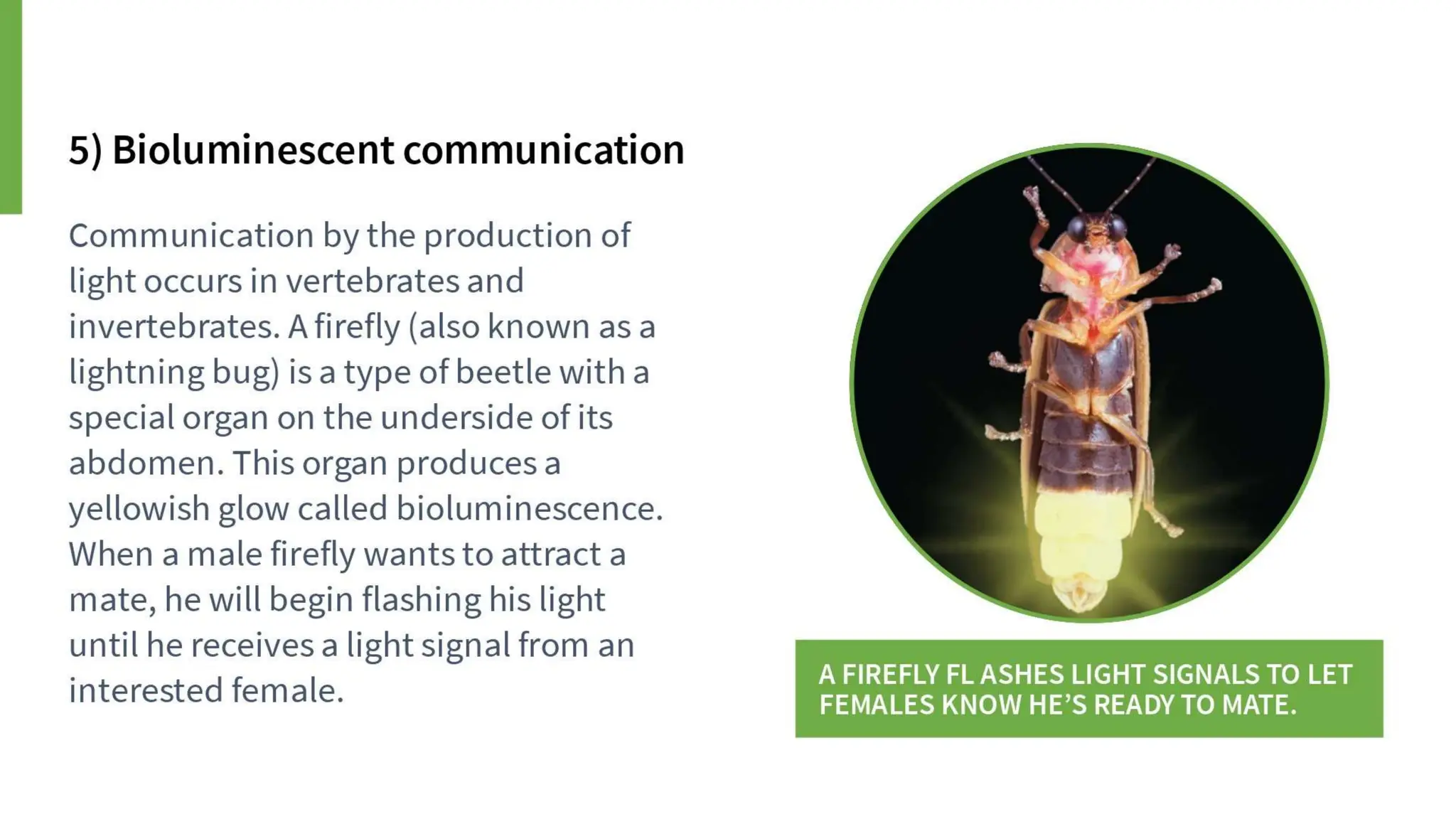 Animal Communication- Auditory and Visual.pptx