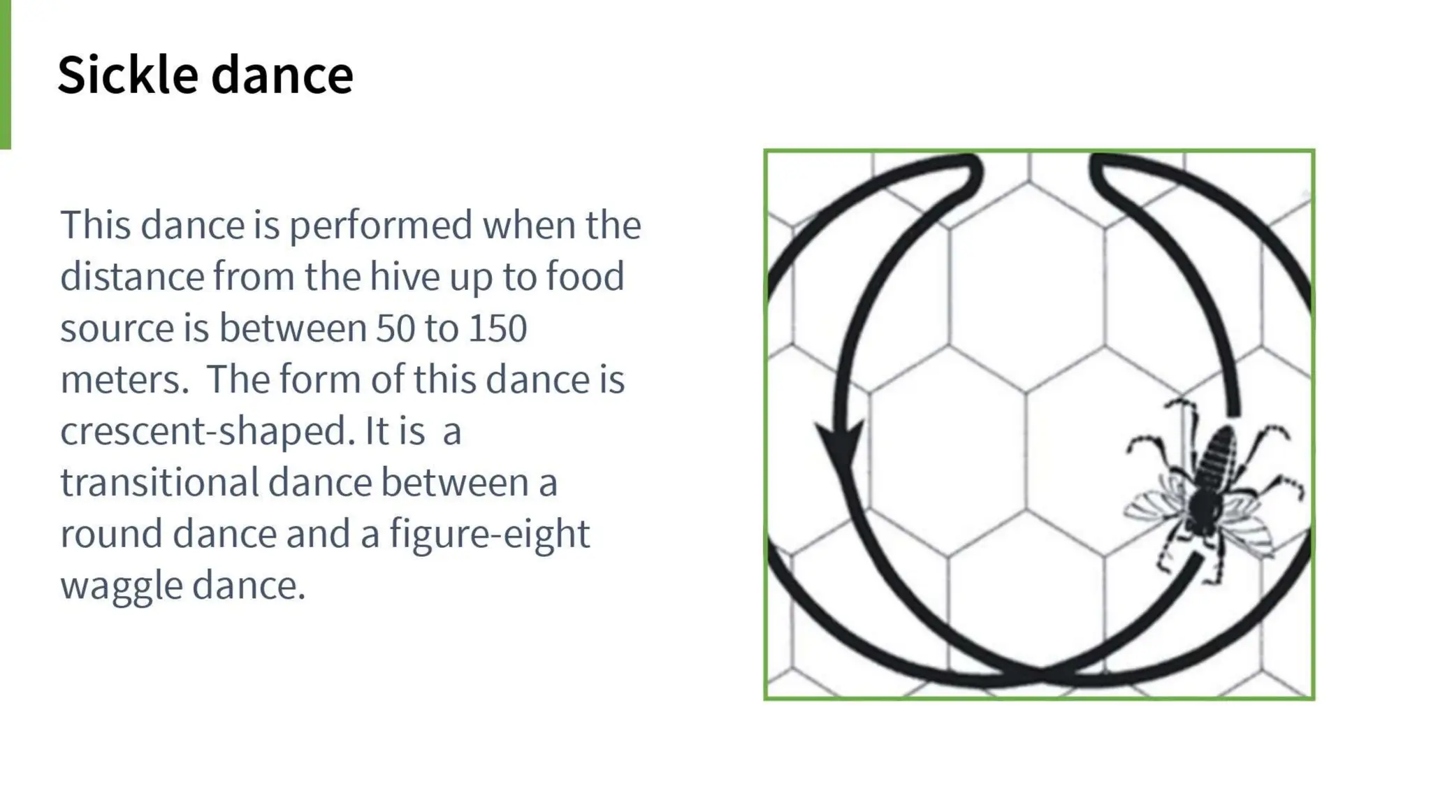 Animal Communication- Auditory and Visual.pptx