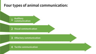Animal Communication- Auditory and Visual.pptx