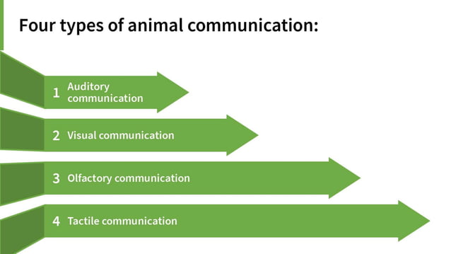 Animal Communication- Auditory and Visual.pptx