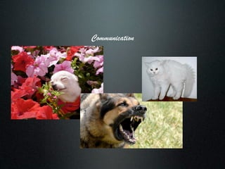 Animal Communication | PPT