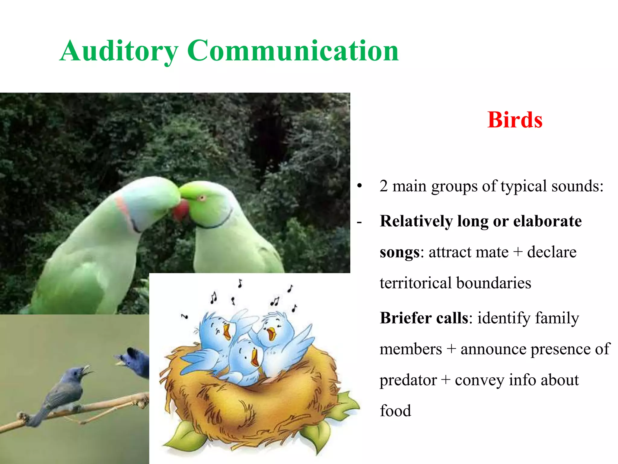 Animal communication | PPTX