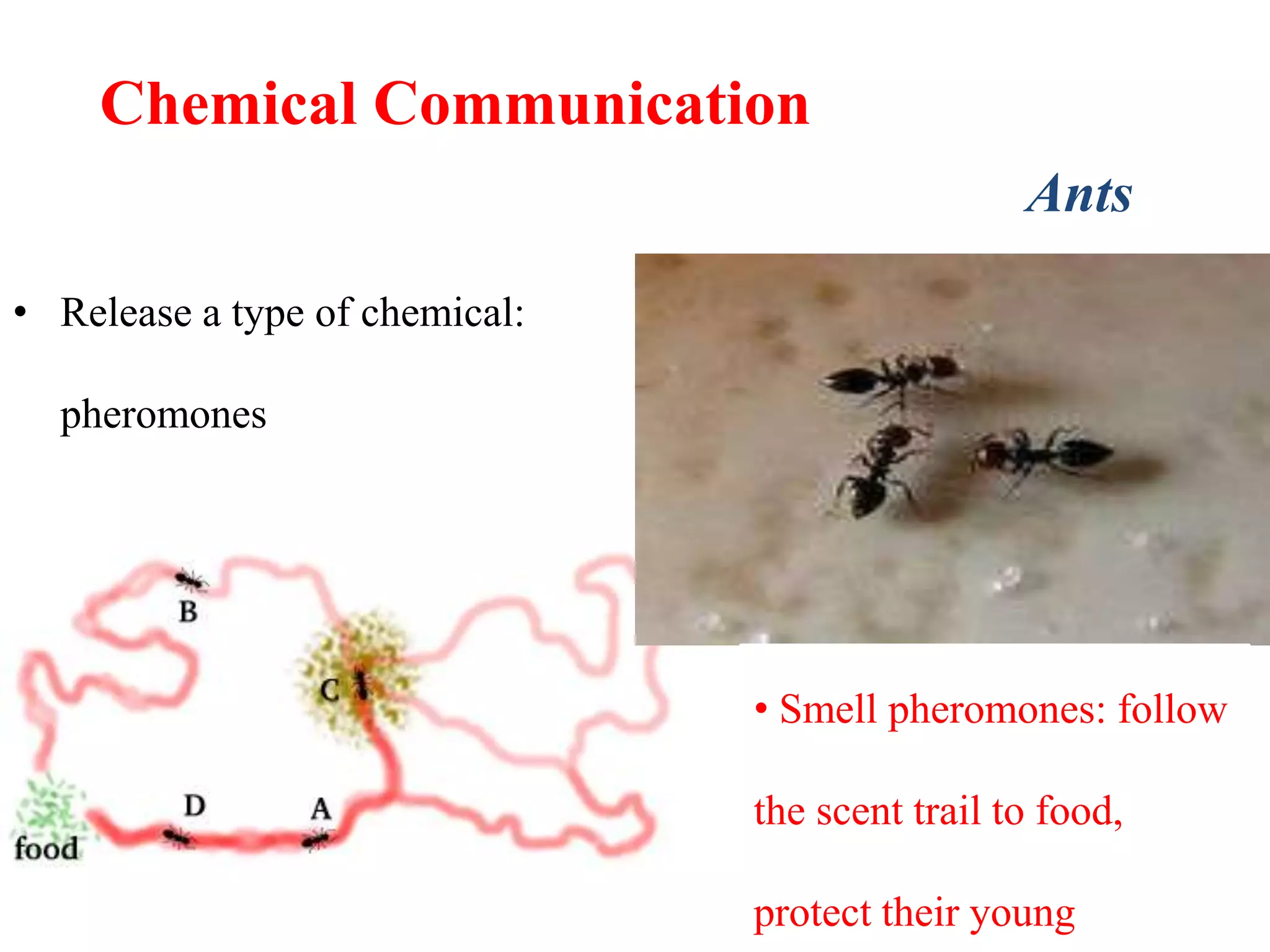 Animal communication | PPT