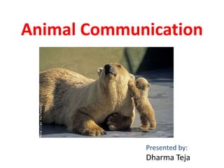 Animal communication | PPTX