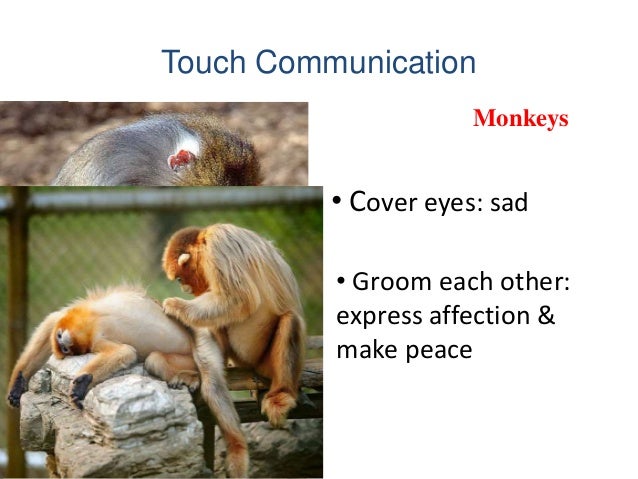 Animal communication