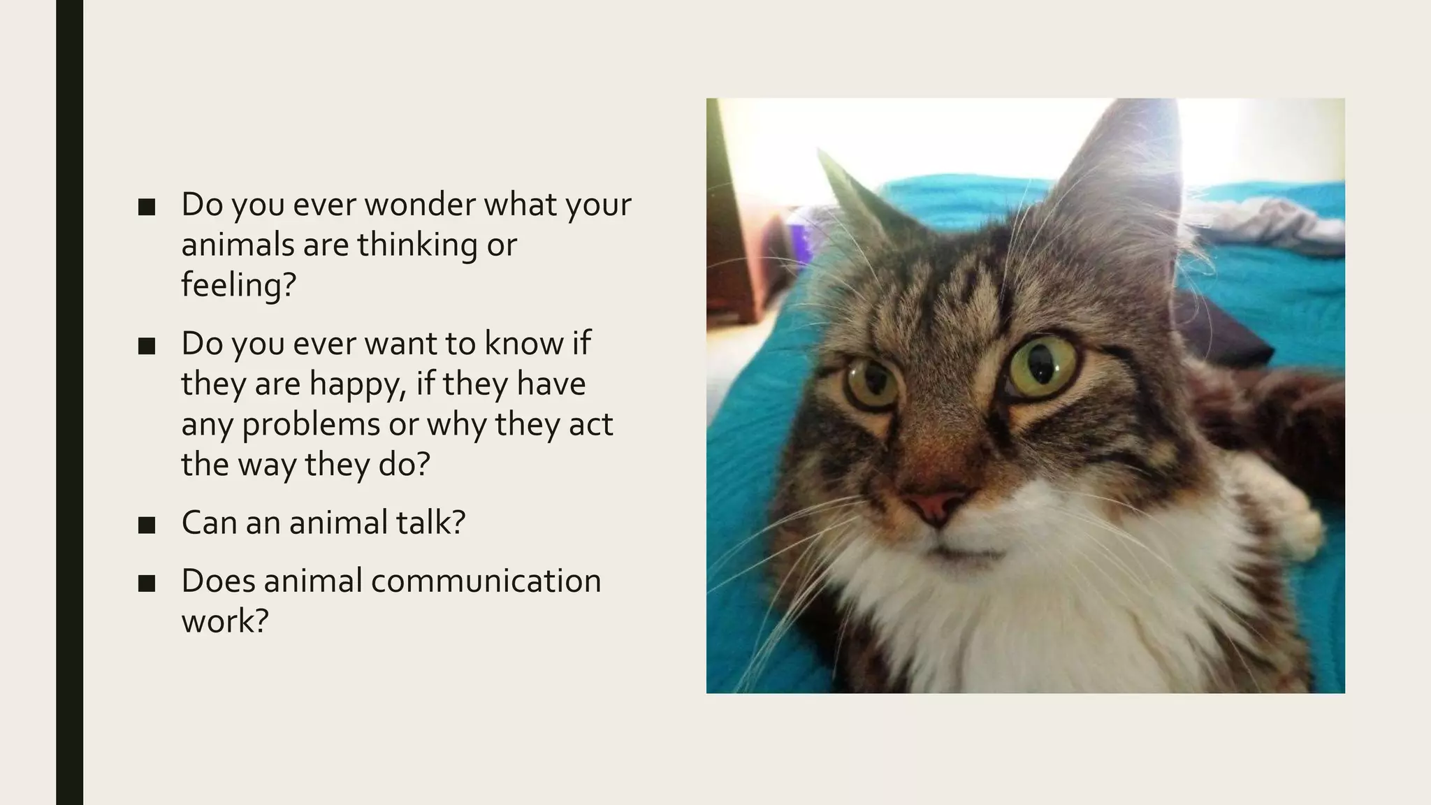 Animal Communication | PPT