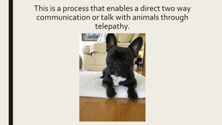 Animal Communication | PPT