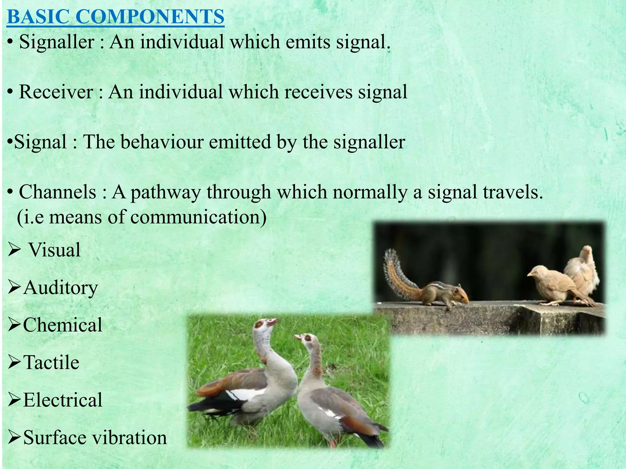 Animal communication | PPTX