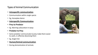 Animal Communication.pptx