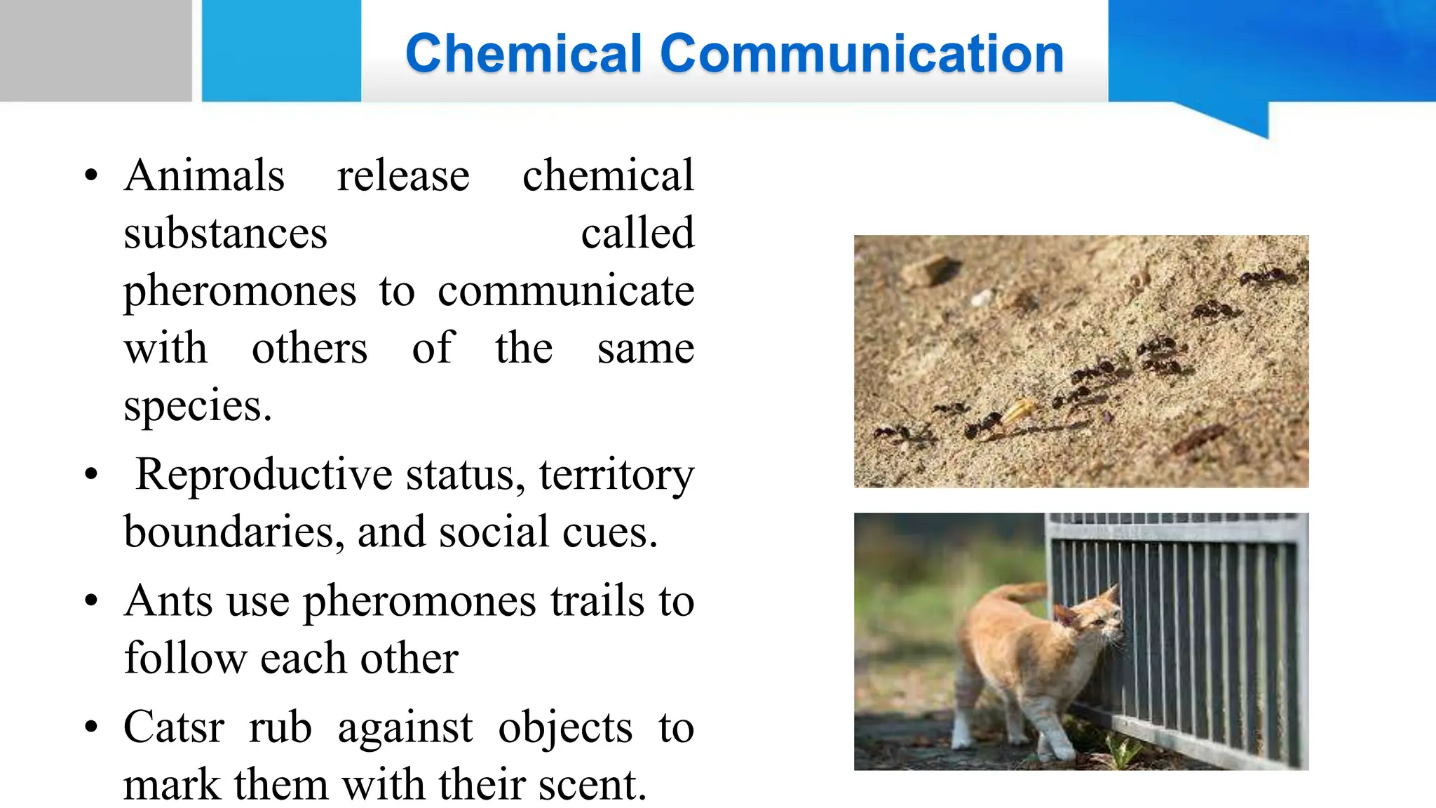 Animal communication elephant communication | PPTX