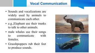 Animal communication elephant communication | PPT