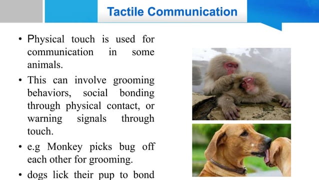 Animal communication elephant communication | PPT