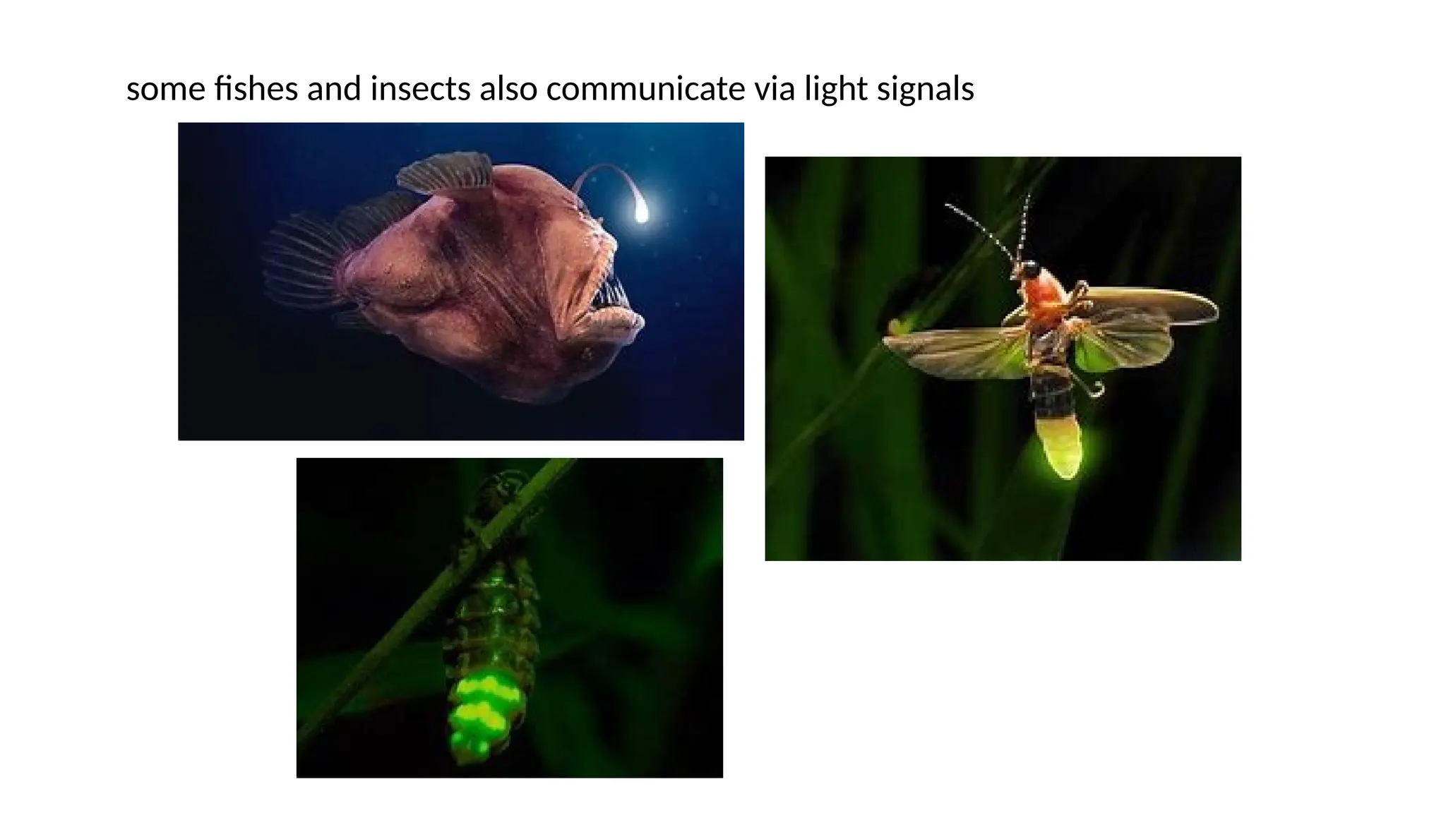 animal communication.pptx animal behavior bs zoology | PPTX