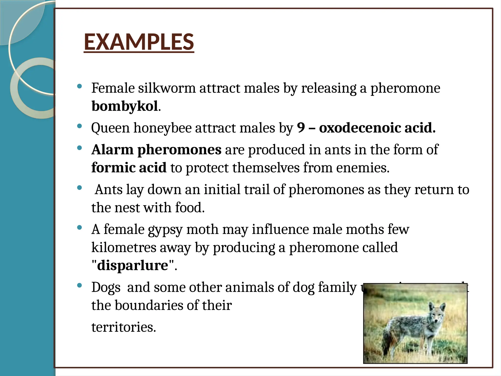 Animal Communication ,competitions and interactions | PPTX