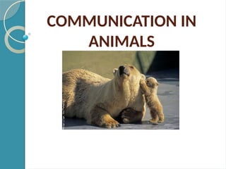 Animal Communication ,competitions and interactions | PPTX