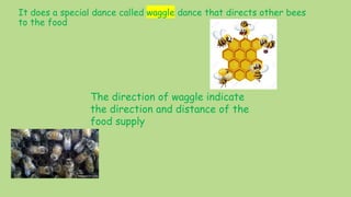 Animal communication (expression and sound) | PPT