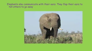 Animal communication (expression and sound) | PPT