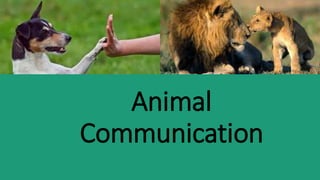 Animal communication (expression and sound) | PPTX