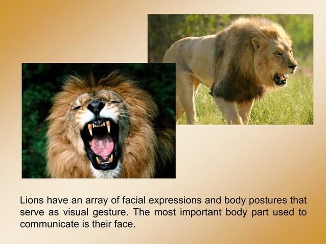 Animal communication lions | PPTX | Cats | Pets