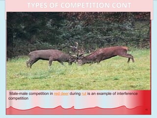 Animal competition............................pptx