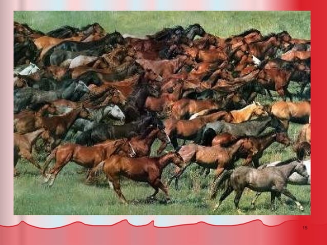Animal competition............................pptx