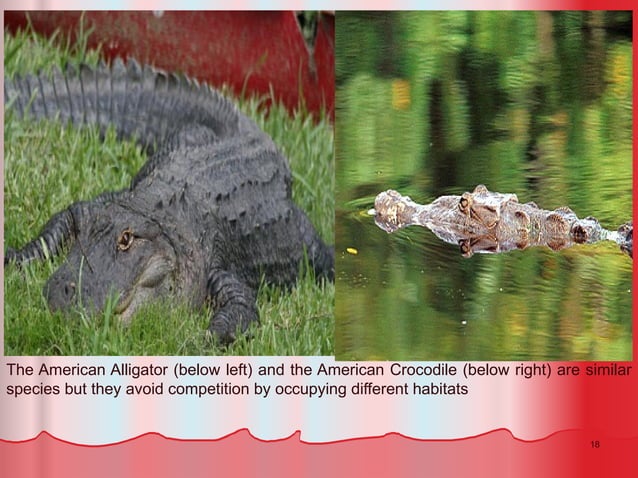 Animal competition............................pptx