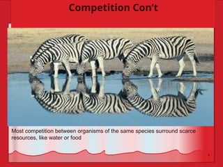 Animal competition............................pptx