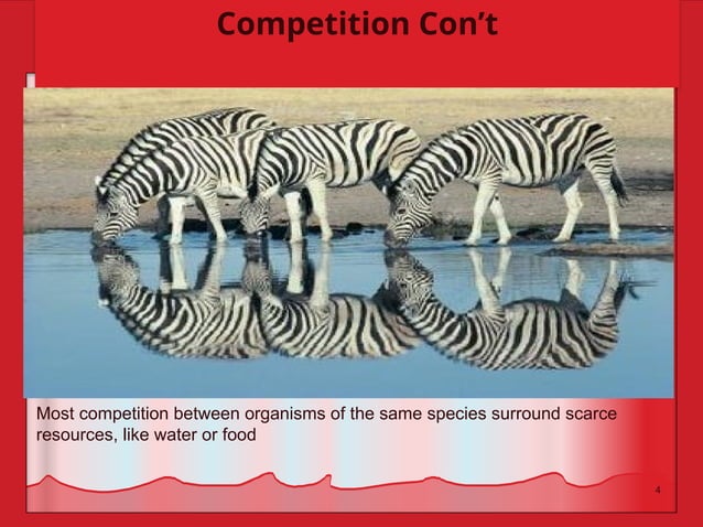 Animal competition............................pptx