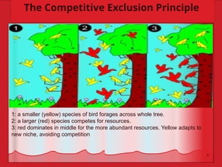 Animal competition............................pptx