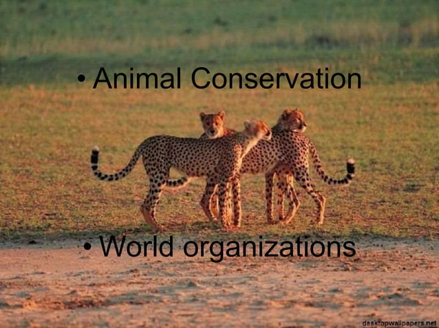 Animal conservation | PPTX
