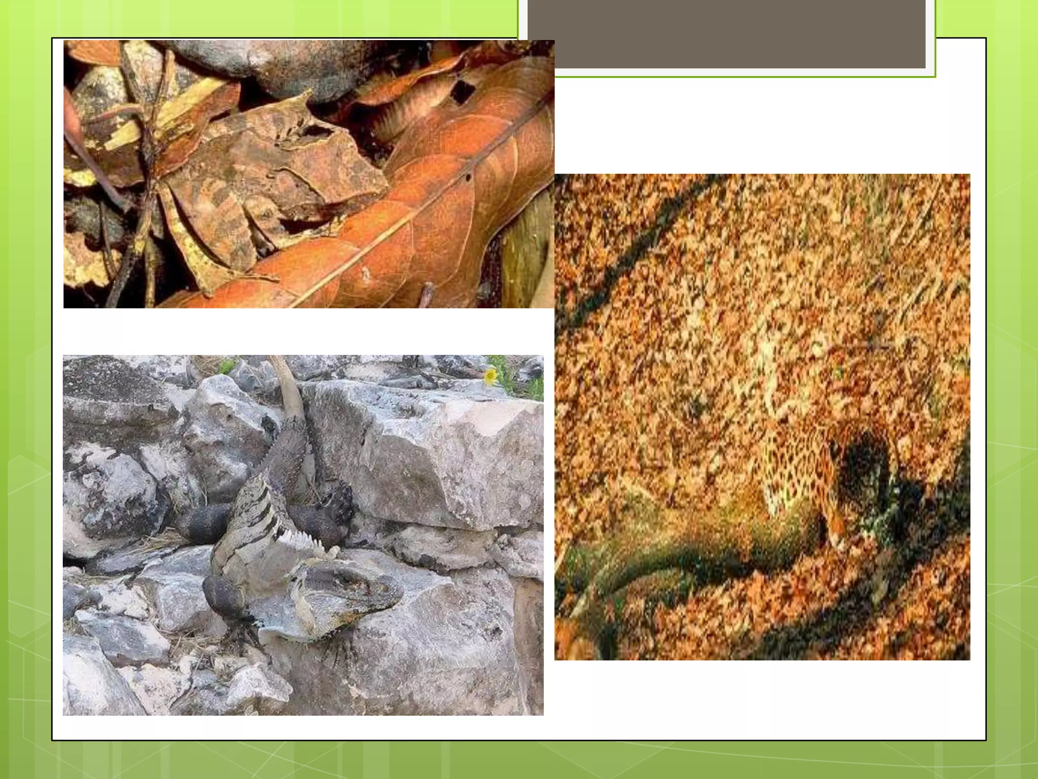 Animal covering ppt | PPTX