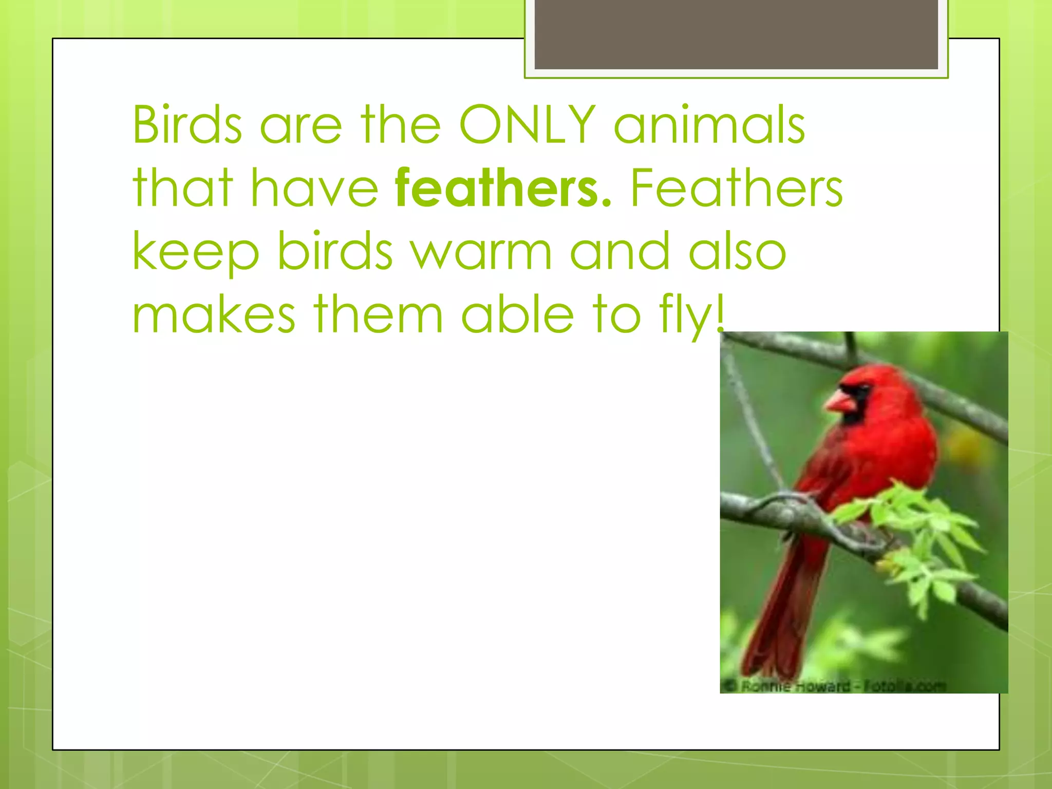 Animal covering ppt | PPTX