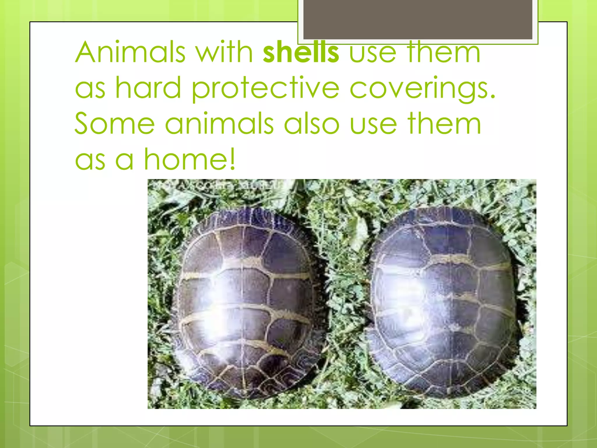 Animal covering ppt | PPTX