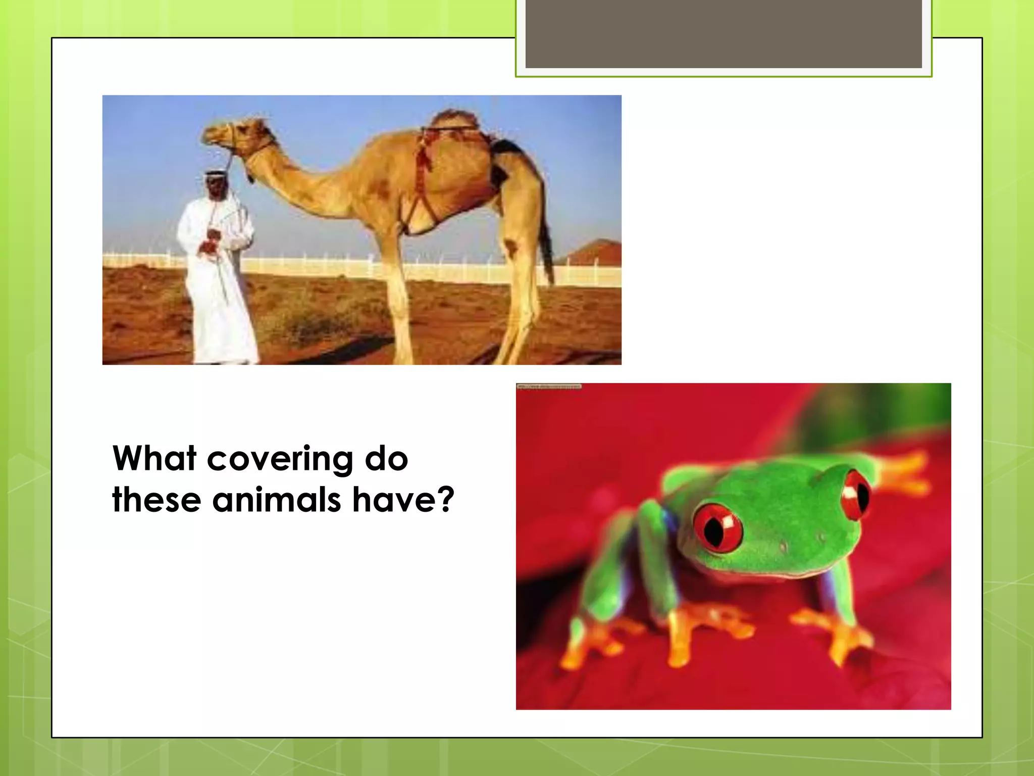Animal covering ppt | PPTX