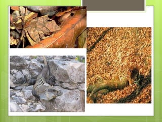 Animal covering ppt | PPTX