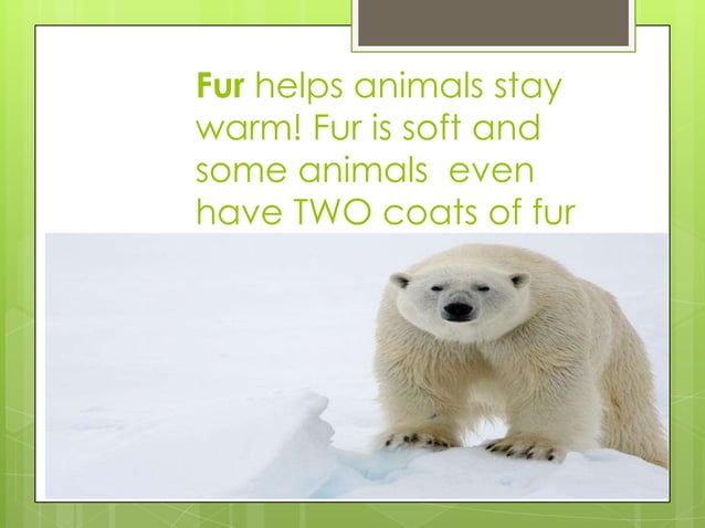 Animal covering ppt | PPTX