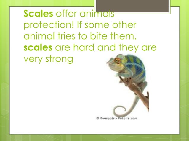 Animal covering ppt | PPTX