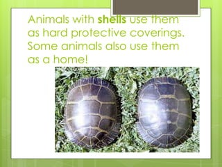 Animal covering ppt | PPTX