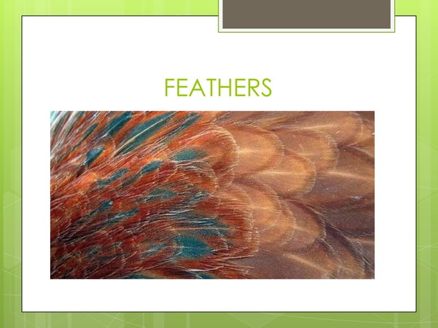 Animal covering ppt | PPTX