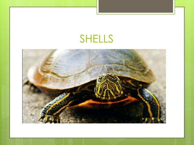 Animal covering ppt | PPTX
