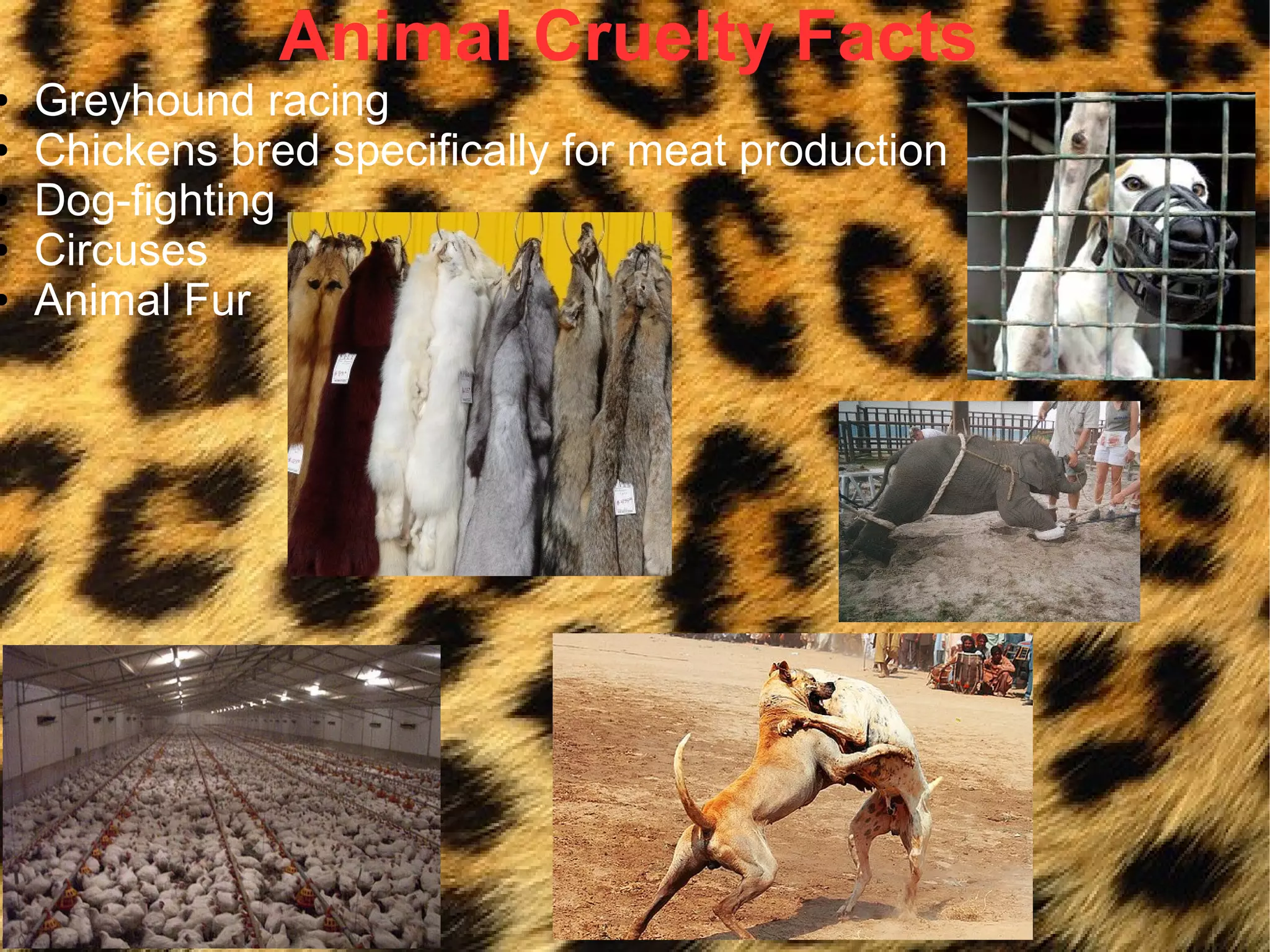 Animal Cruelty | ODP