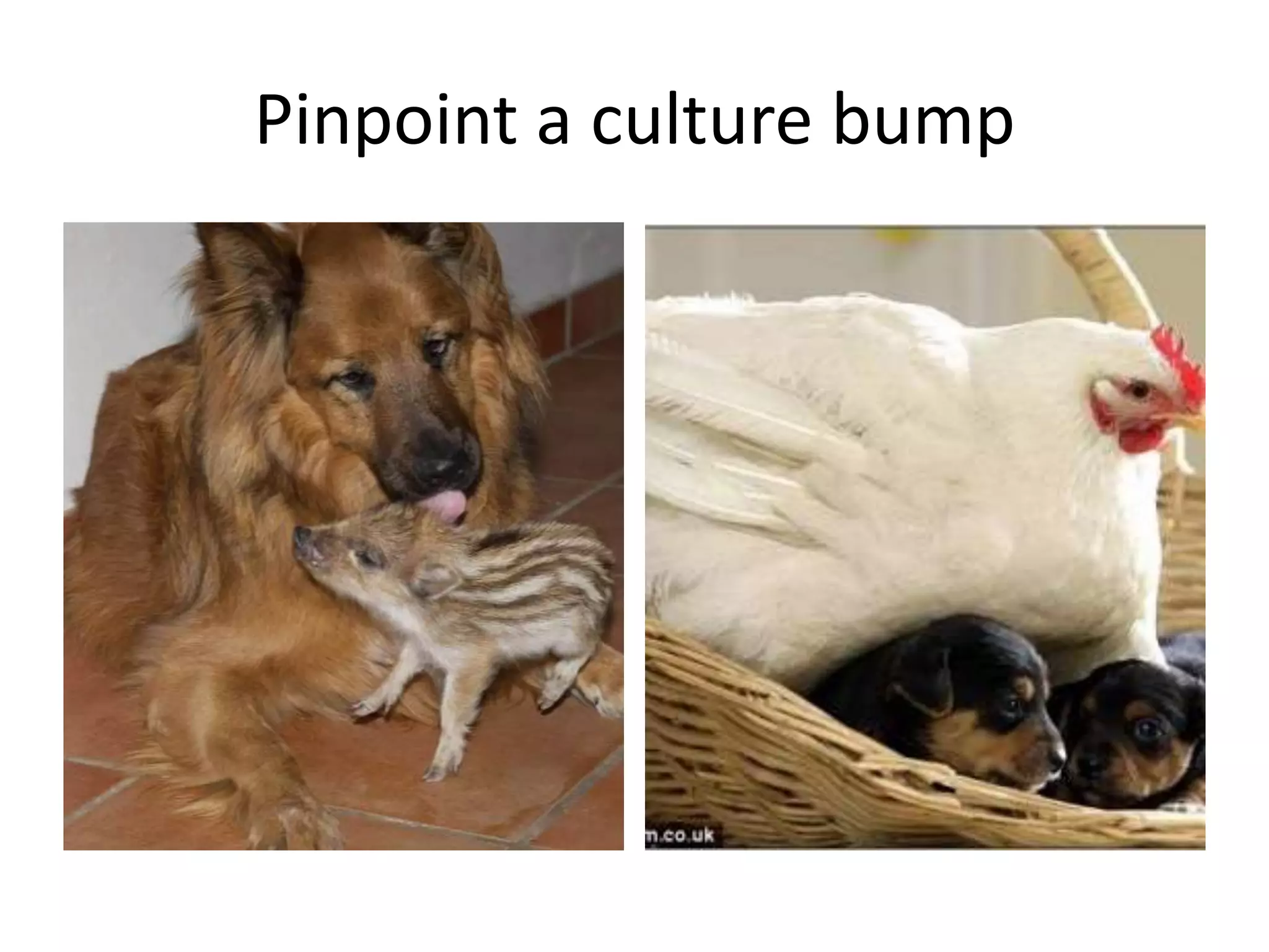 Animals moving beyond culture bumps | PPT